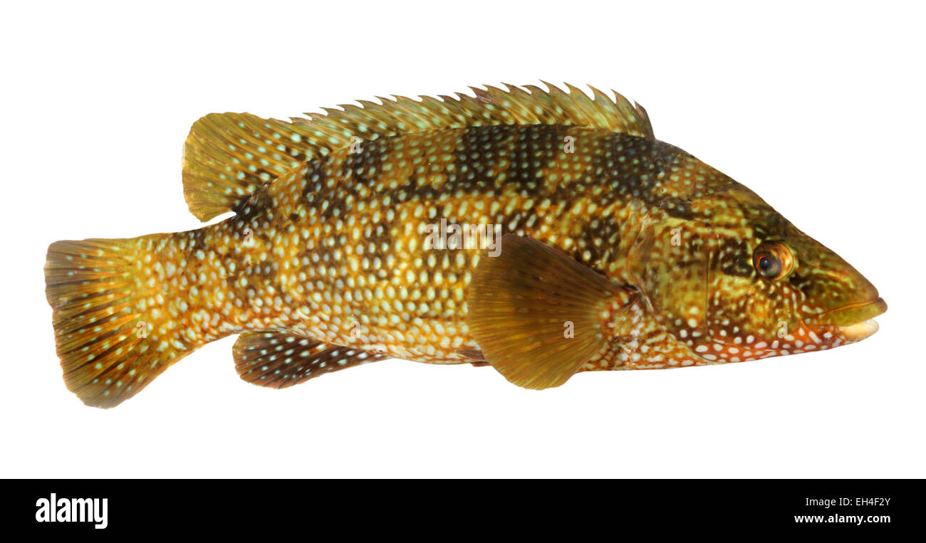 Wrasse wrasse Cut Out Stock Images & Pictures - Alamy