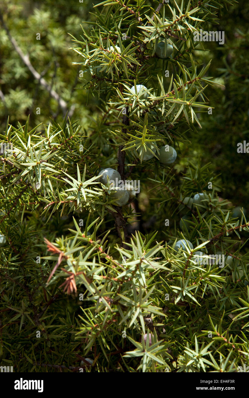 Juniper berry tree hi-res stock photography and images - Alamy