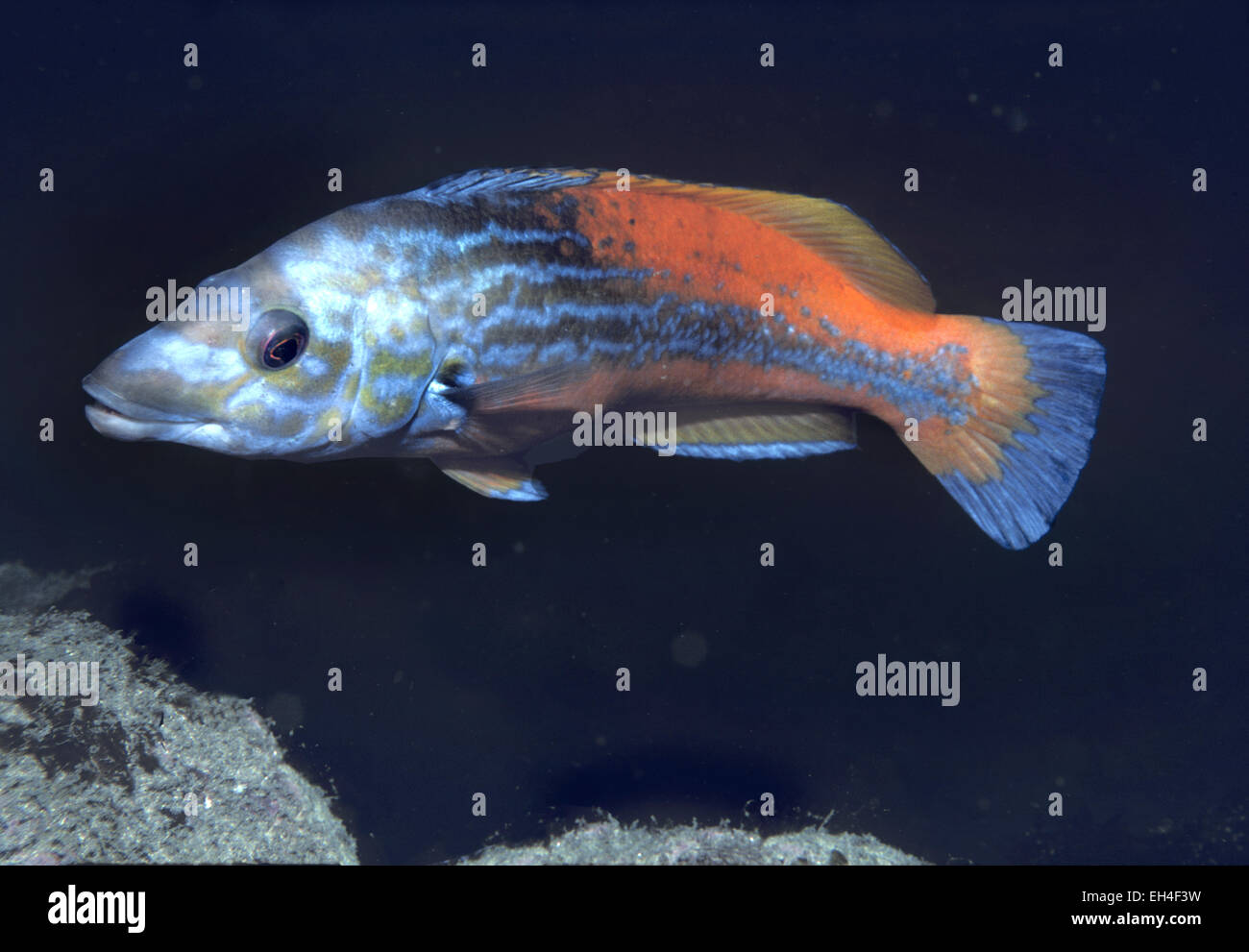Cuckoo Wrasse - Labrus mixtus Stock Photo - Alamy