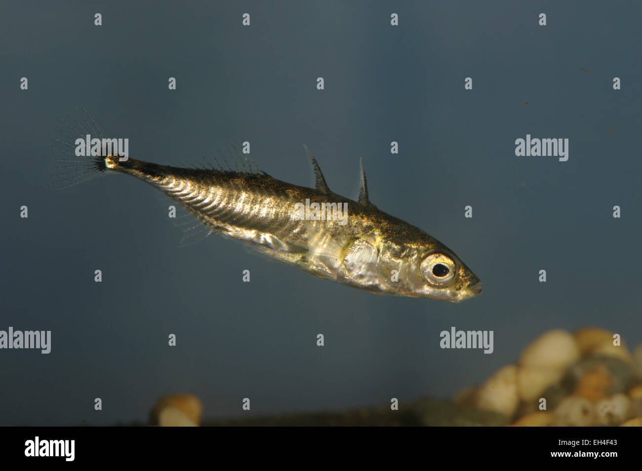 Three spined stickleback fish hi-res stock photography and images - Alamy