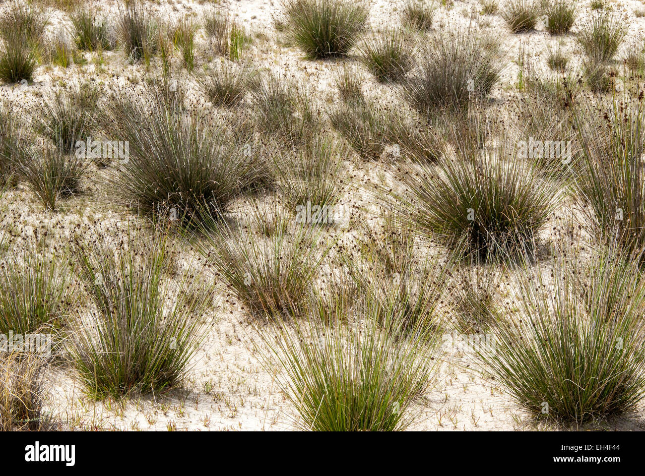 Desert Bush Texture