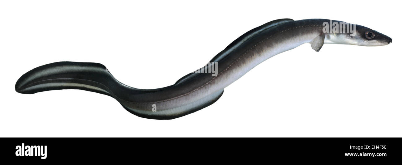 Giant Conger Eel