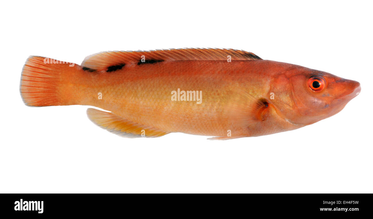 Cuckoo Wrasse - Labrus mixtus Stock Photo - Alamy