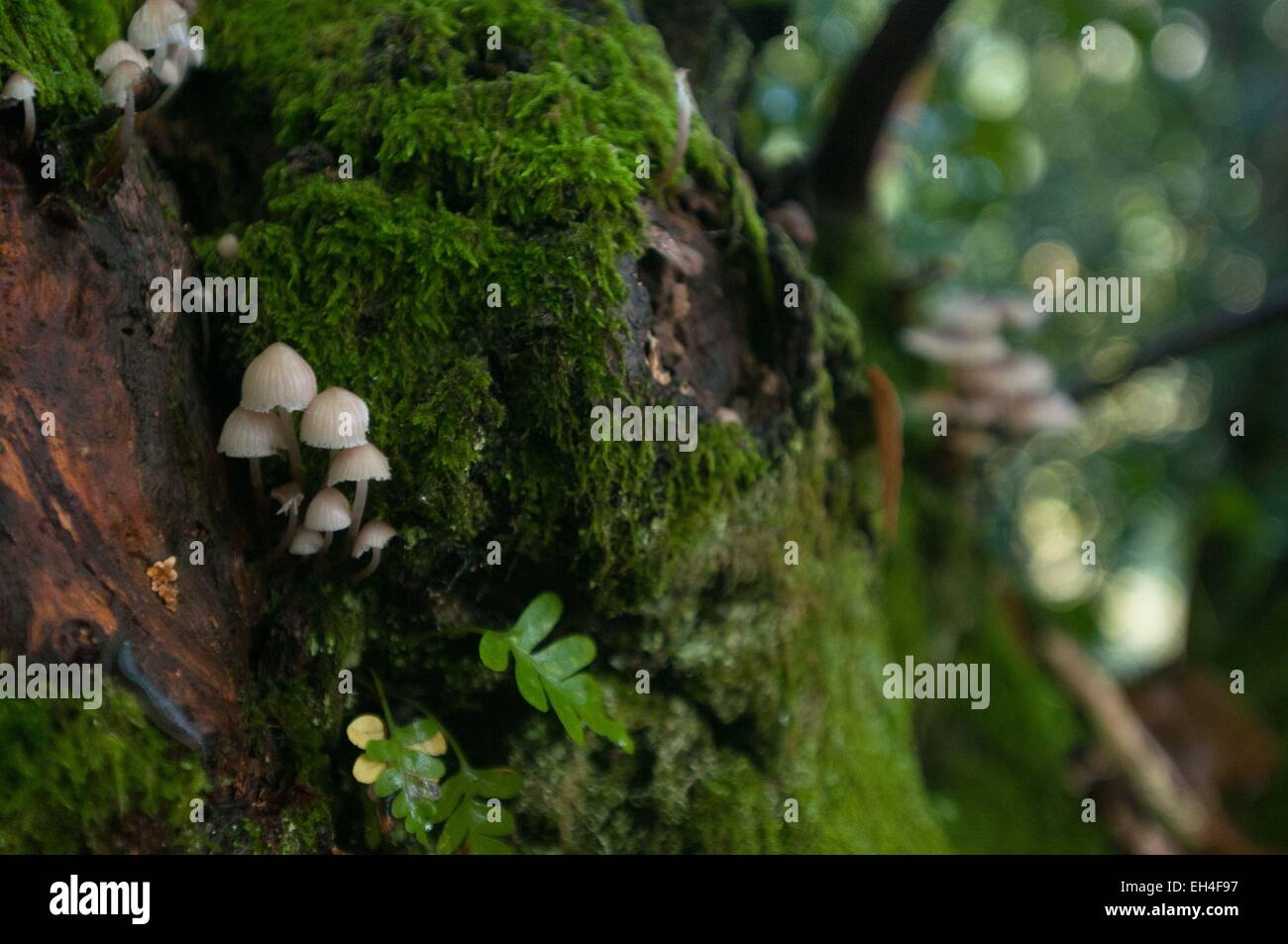 France, Ardeche, mushroom, coprin Stock Photo - Alamy