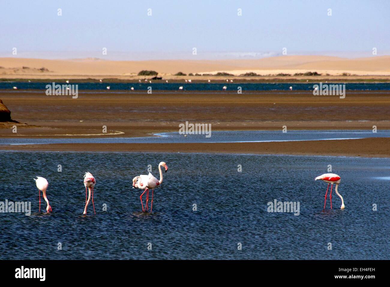 Namibia, Erongo region, Walvis Bay, Greater Flamingoes Stock Photo - Alamy