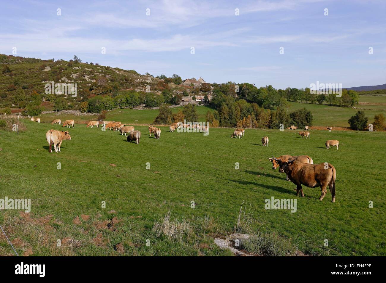 France, Lozere, Cevennes National Park, Mont Lozere, cows Stock Photo ...