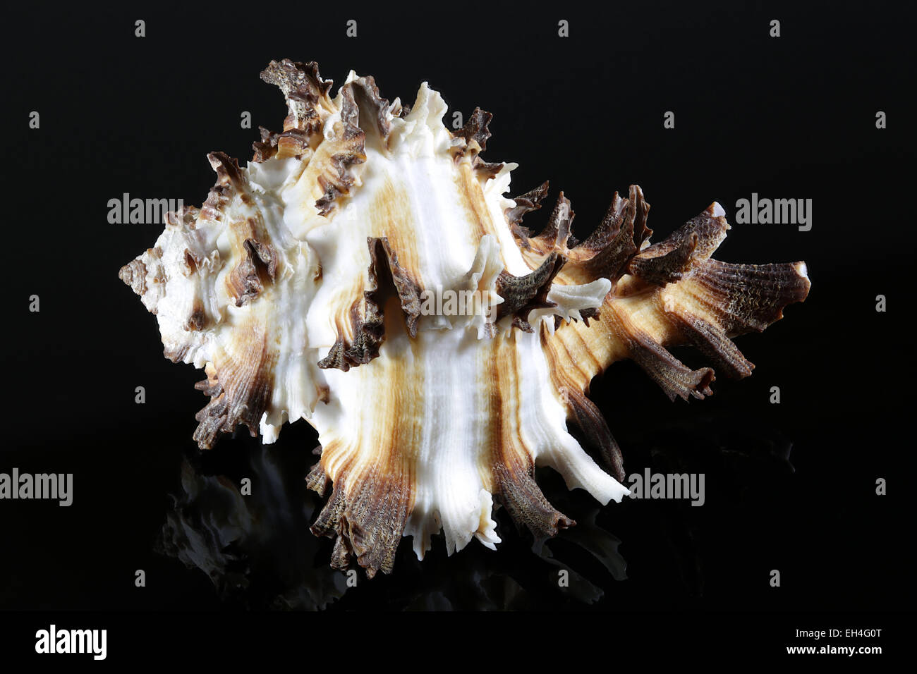 Endive Murex shell (Hexaplex cichoreum), Indonesia Stock Photo - Alamy