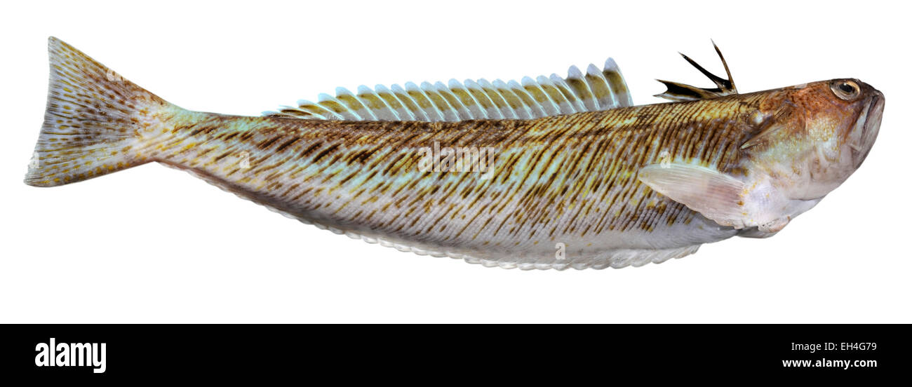 Greater Weever - Trachinus draco Stock Photo - Alamy