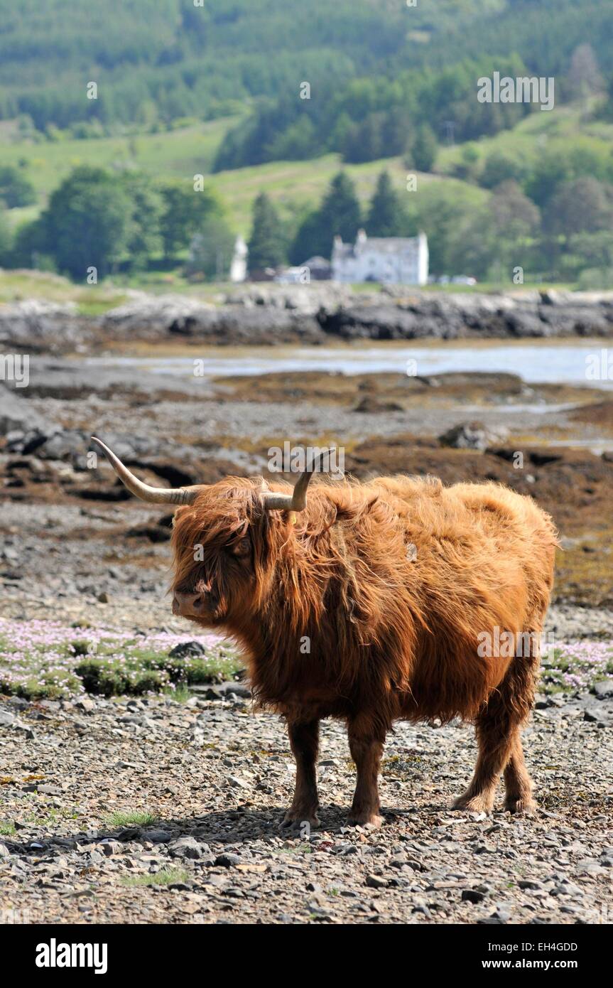 United Kingdom, Scotland, Isle of Mull, highland cow Stock Photo - Alamy