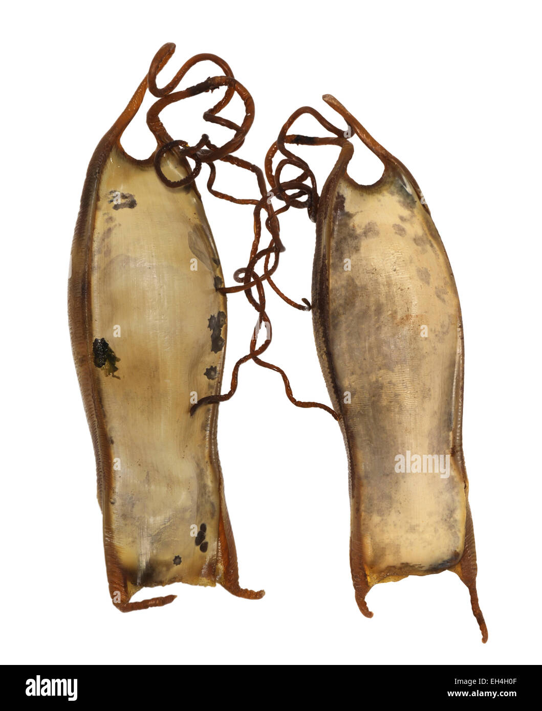Nursehound (Bull Huss) - Scyliorhinus stellaris - egg case Stock Photo ...