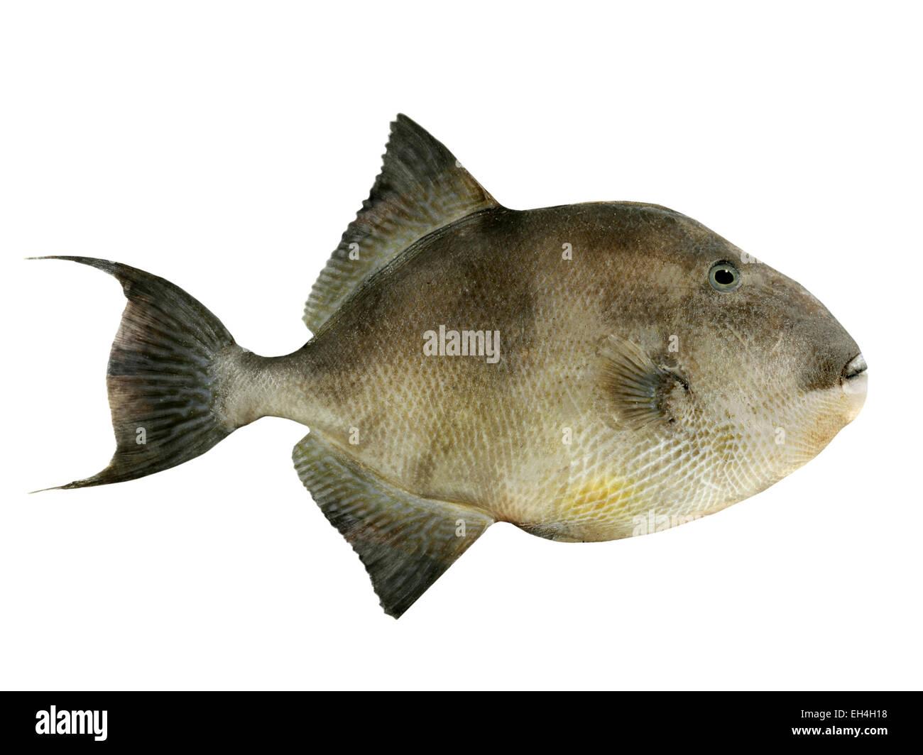 Trigger fish hi-res stock photography and images - Alamy