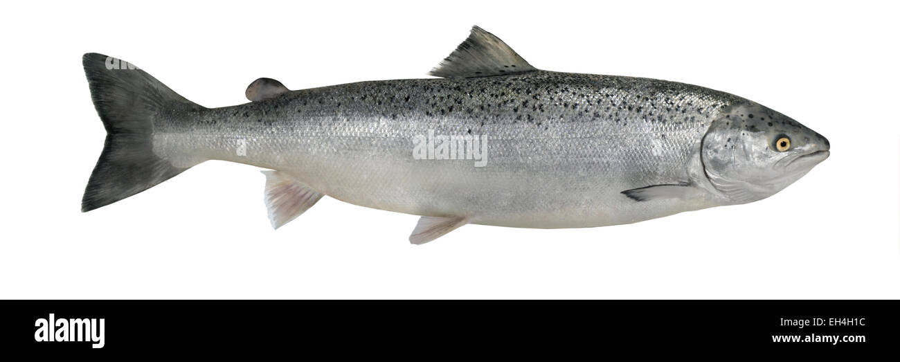 Salmo salmo hi-res stock photography and images - Alamy