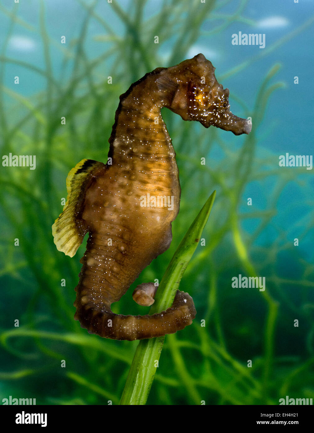 Short-snouted Seahorse - Hippocampus hippocampus Stock Photo - Alamy