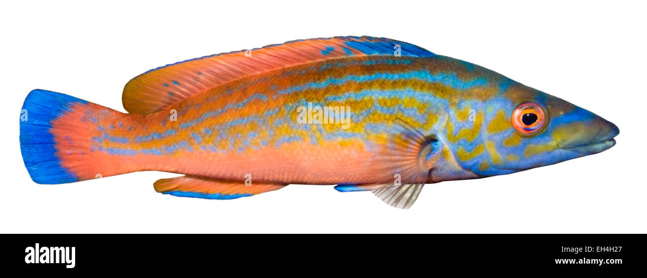 Cuckoo Wrasse - Labrus mixtus Stock Photo: 79391823 - Alamy
