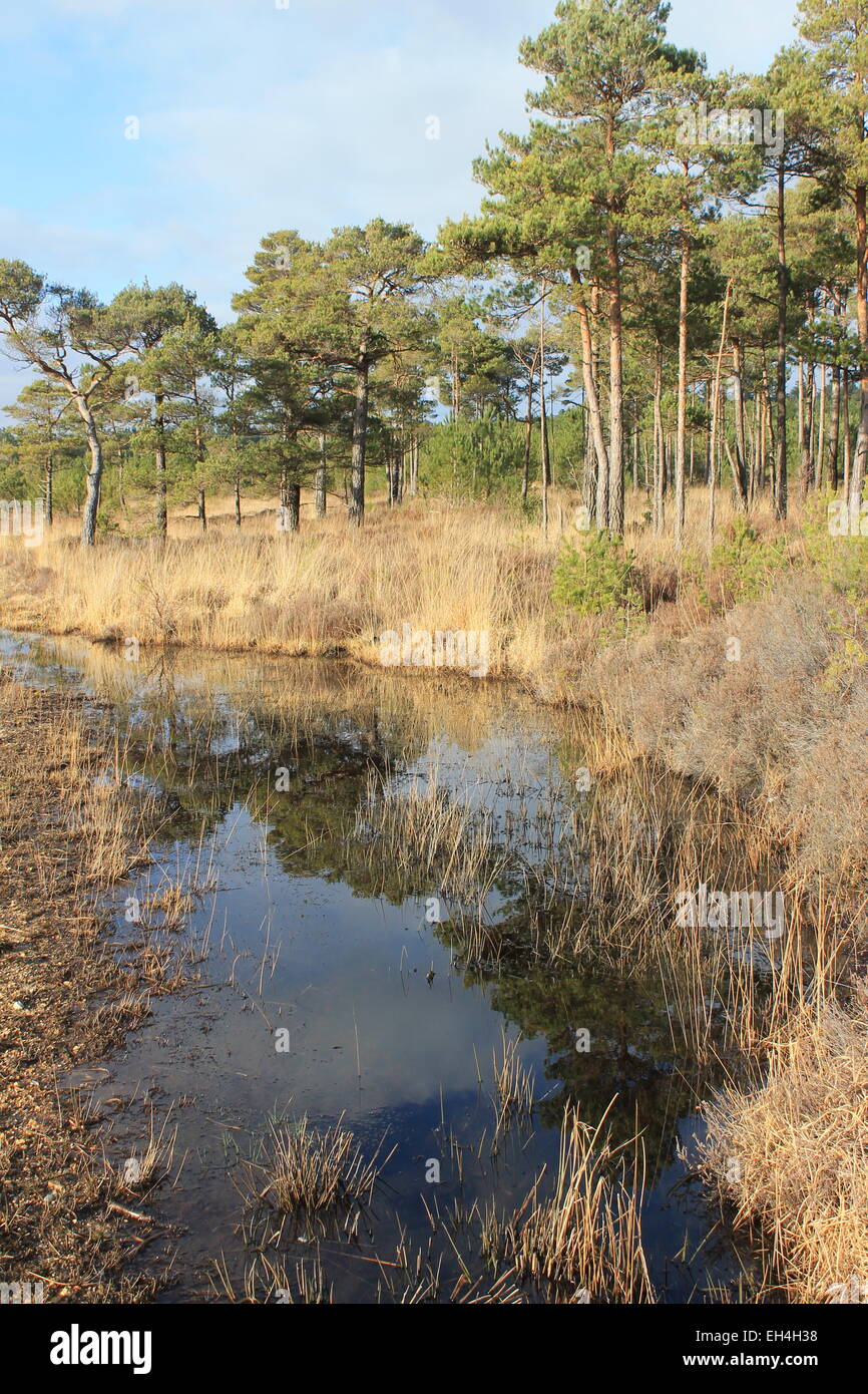 Wareham forest hi-res stock photography and images - Alamy