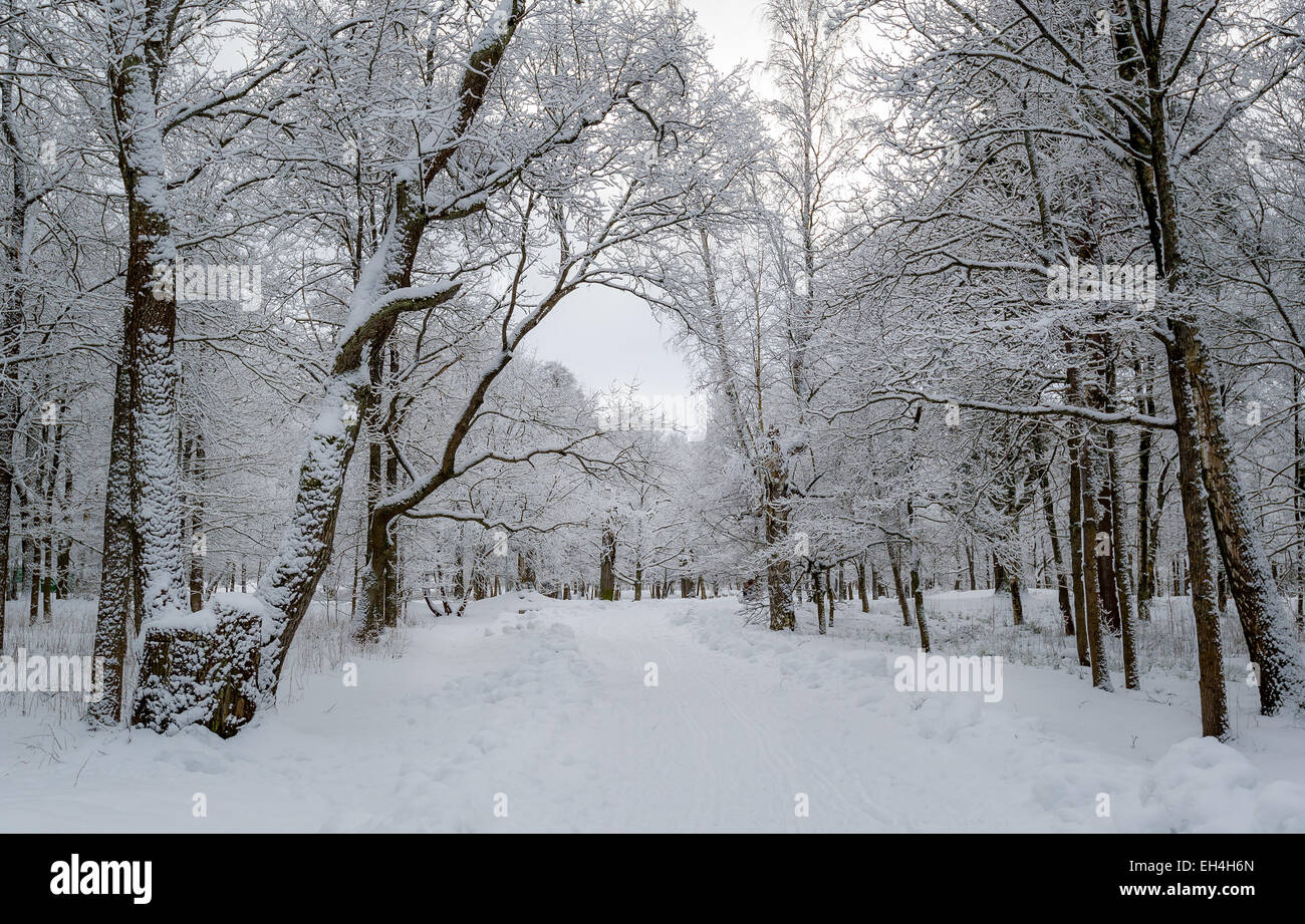 The forest way country park hi-res stock photography and images - Alamy
