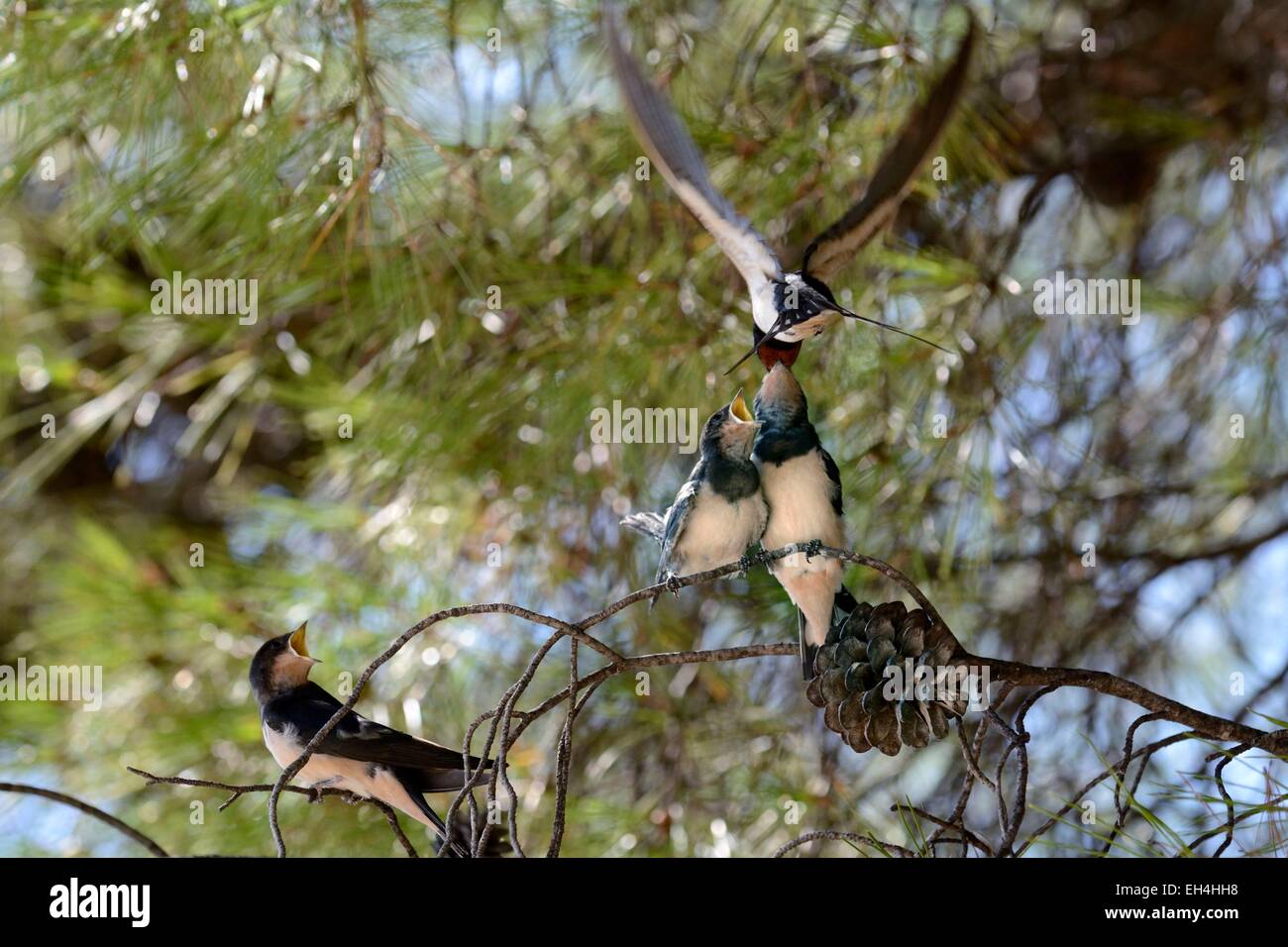 Hirundo Rustica Branch High Resolution Stock Photography and Images - Alamy