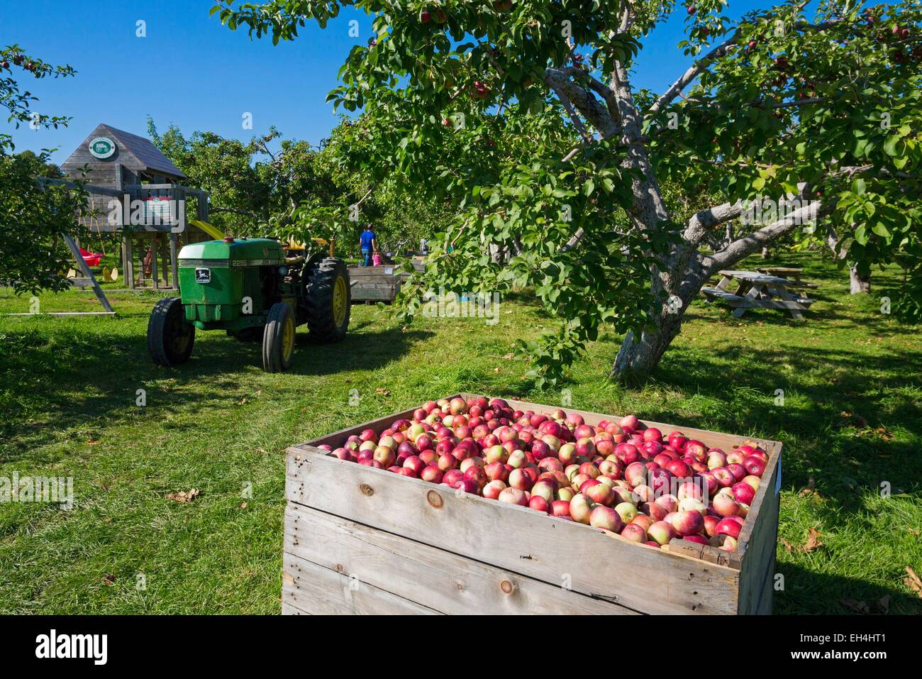 Apple picking machine hi-res stock photography and images - Alamy