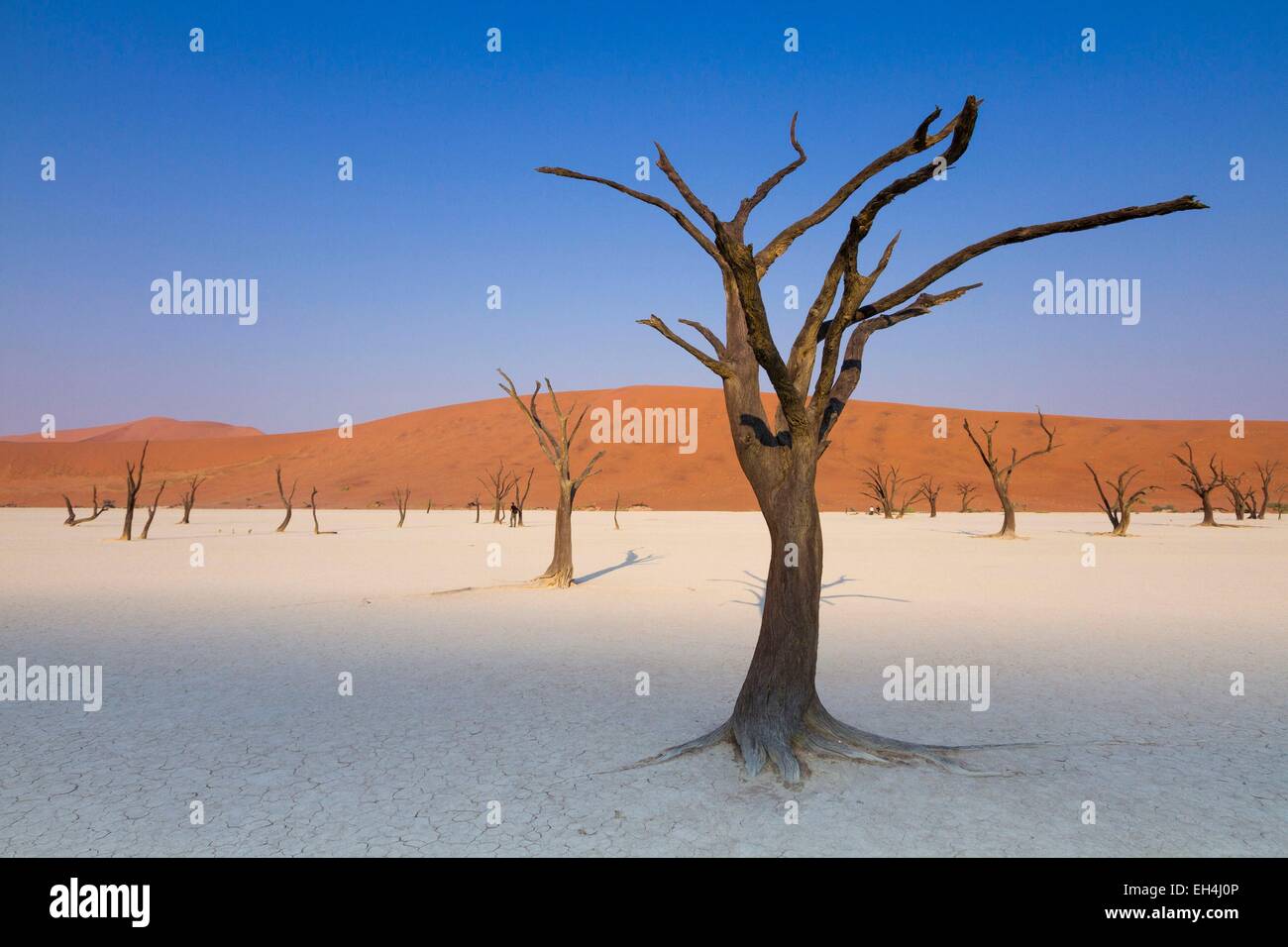 Namib desert dead tree shadow hi-res stock photography and images - Alamy