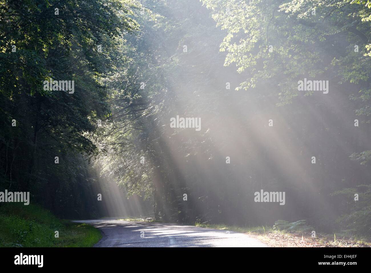France, Saone et Loire, Anost, shaft of sun in the forest, Parc Naturel ...