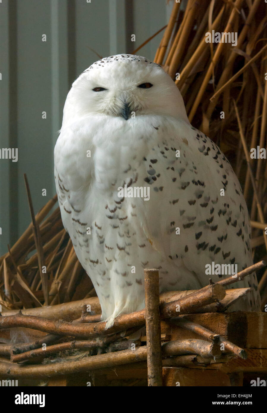 Snowy owl(Bubo Scandiacus,Nyctea scandiaca),Europe,Ukraine,Kharkov ...