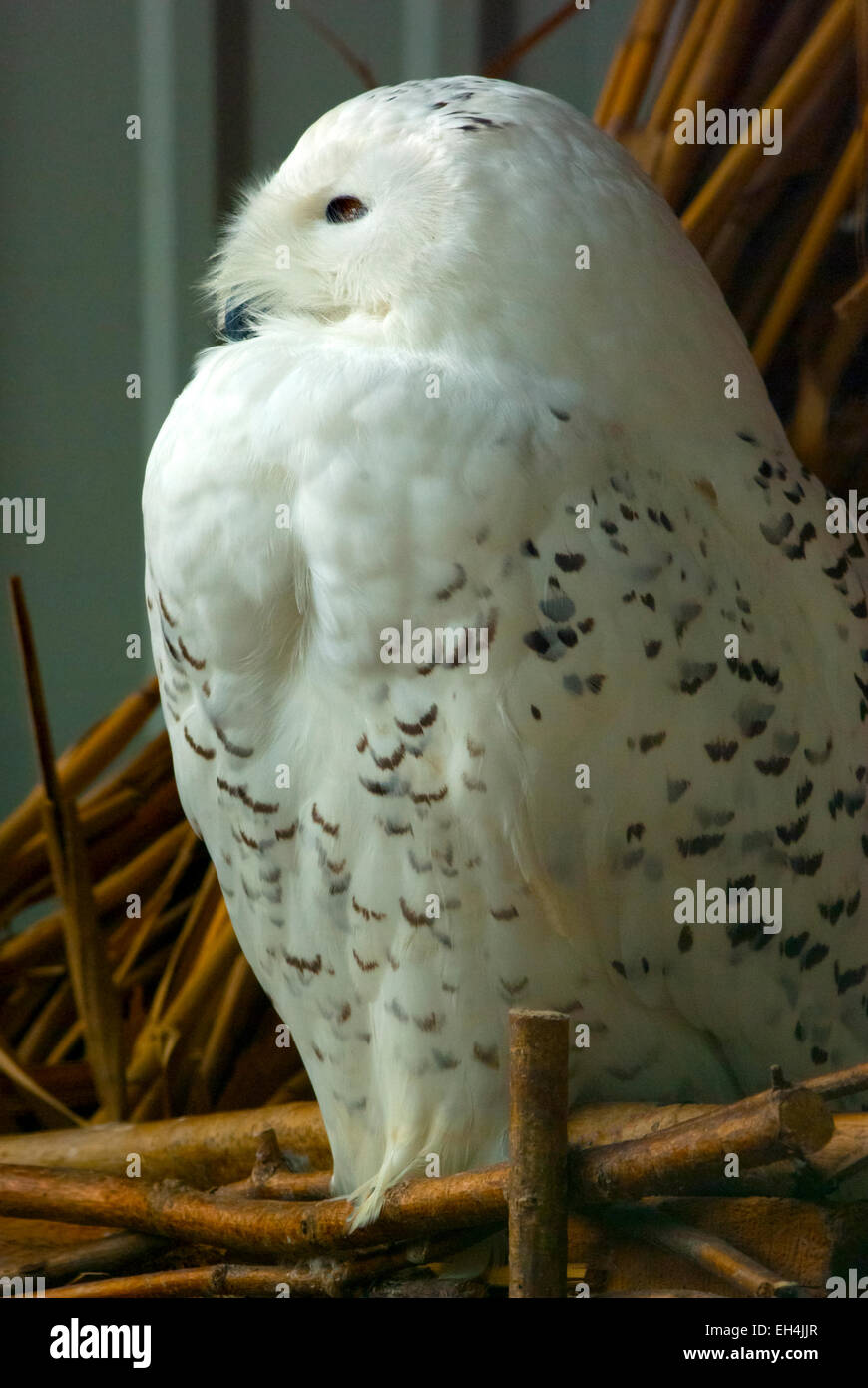 Snowy owl(Bubo Scandiacus,Nyctea scandiaca),Europe,Ukraine,Kharkov ...