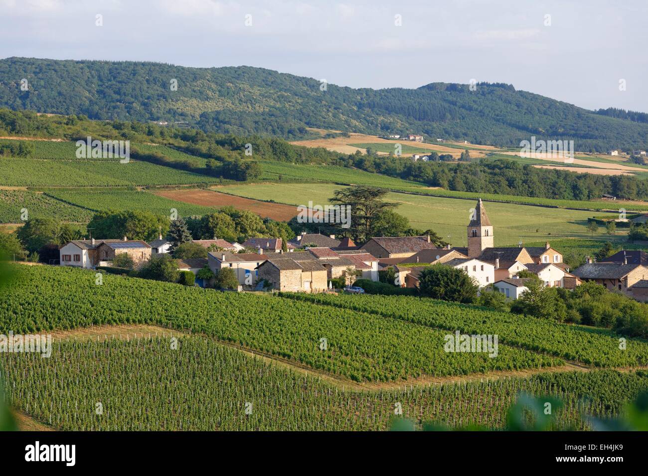 France, Saone et Loire, village of Milly Lamartine, vineyard of ...