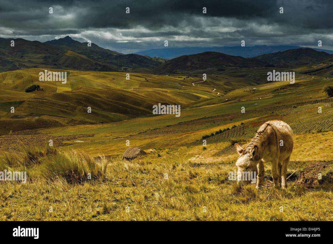 Donkey ecuador hi-res stock photography and images - Alamy