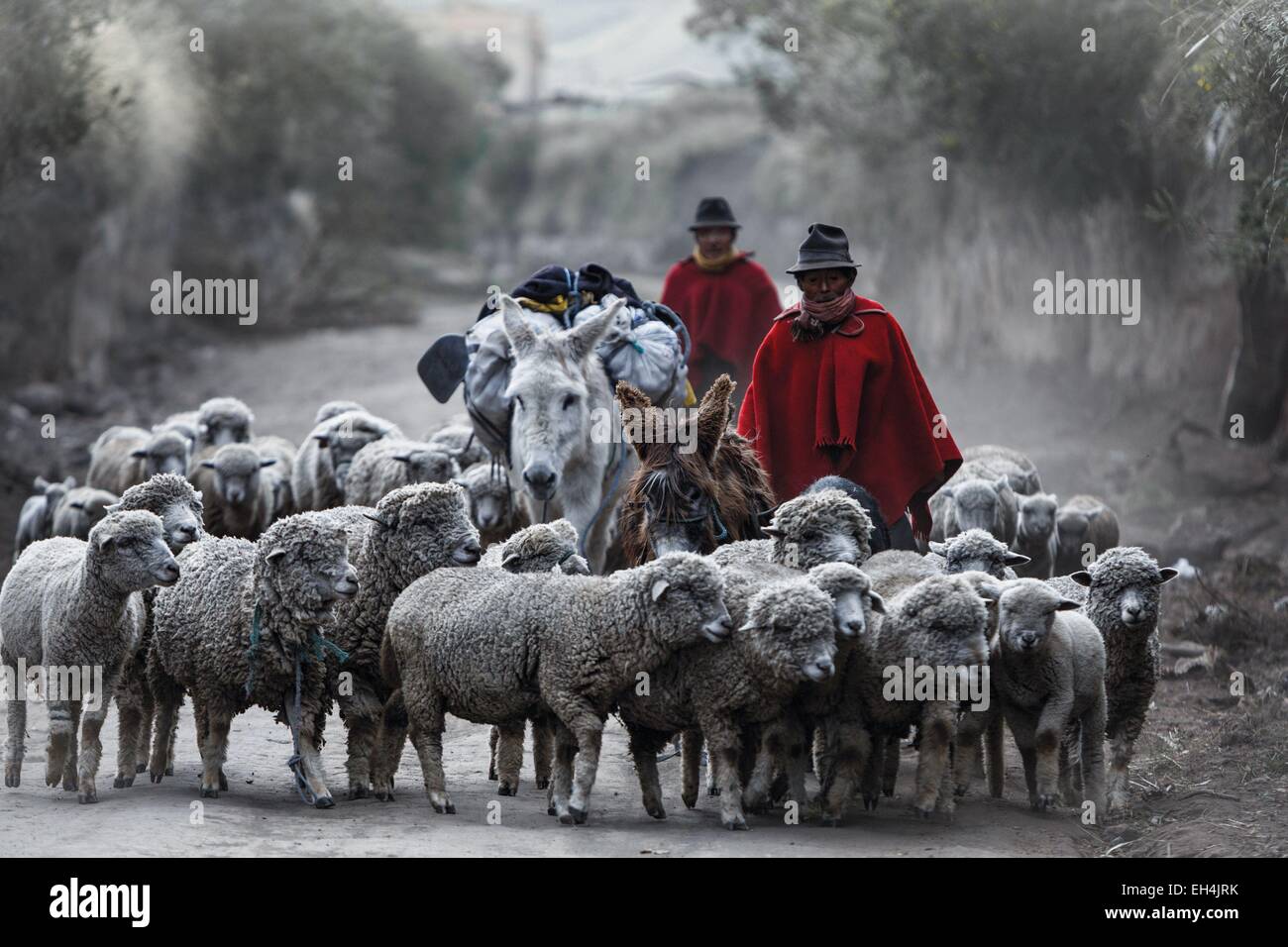Ecuador, Chimborazo, Natural Reserve of Chimborazo, shepherds and sheep ...