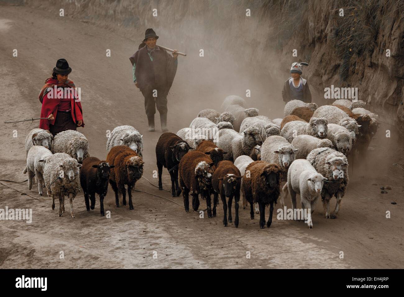 Ecuador, Chimborazo, Natural Reserve of Chimborazo, shepherds and sheep ...
