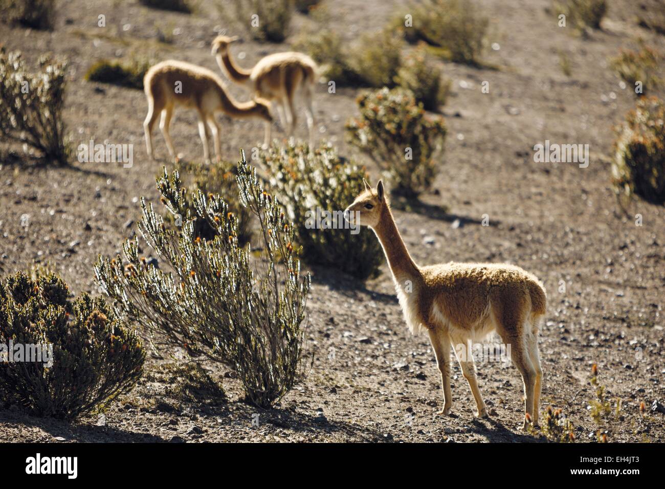 Chimborazo volcano ecuador hi-res stock photography and images - Alamy