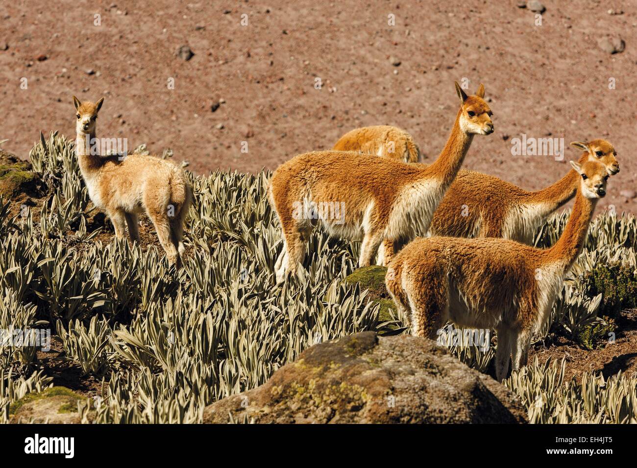 Ecuador, Chimborazo, Natural Reserve of Chimborazo, wild vicuna in a ...