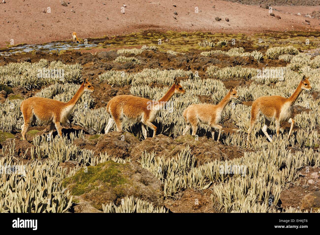 Ecuador, Chimborazo, Natural Reserve of Chimborazo, wild vicuna in a ...