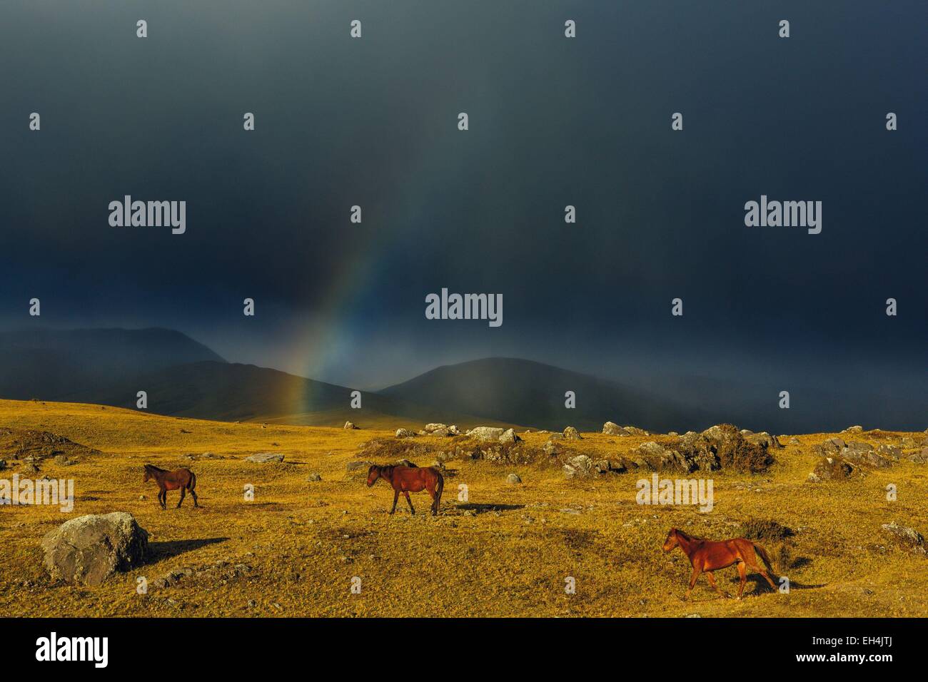 Ecuador, Cotopaxi, Cotopaxi National Park, wild horses in an Andean ...