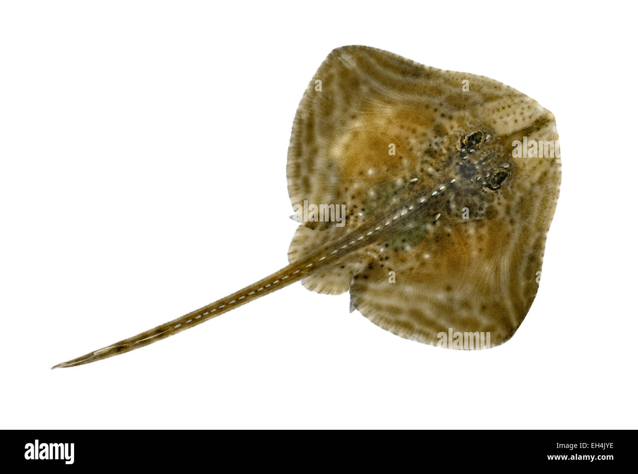 Small-eyed Ray - Raja microocellata Stock Photo - Alamy