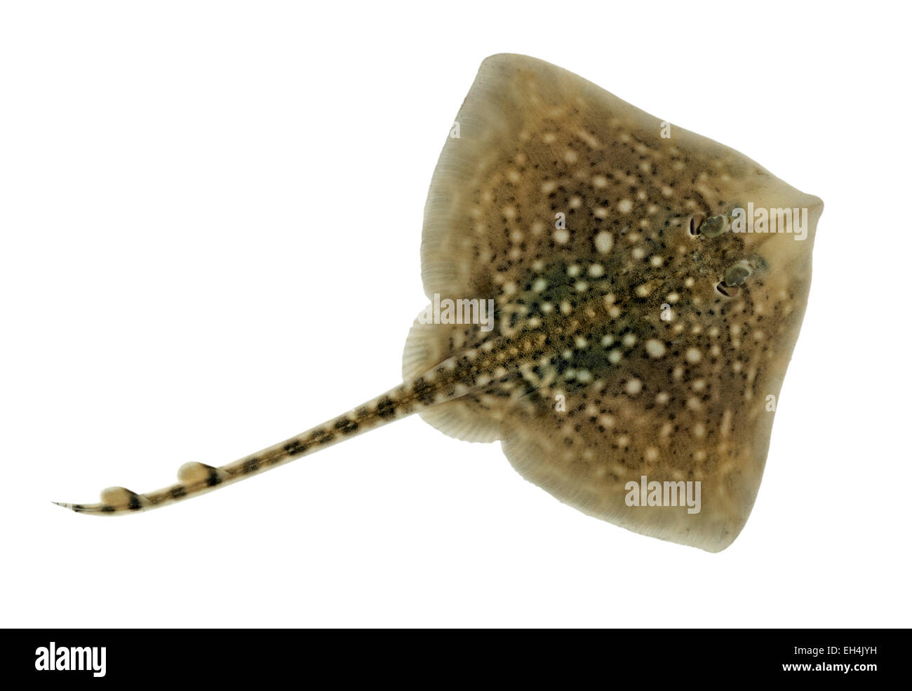 Thornback Ray - Raja clavata Stock Photo - Alamy