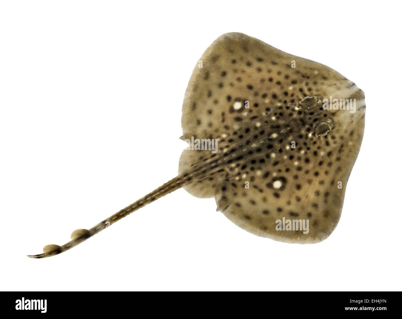 Spotted Ray - Raja montagui Stock Photo - Alamy