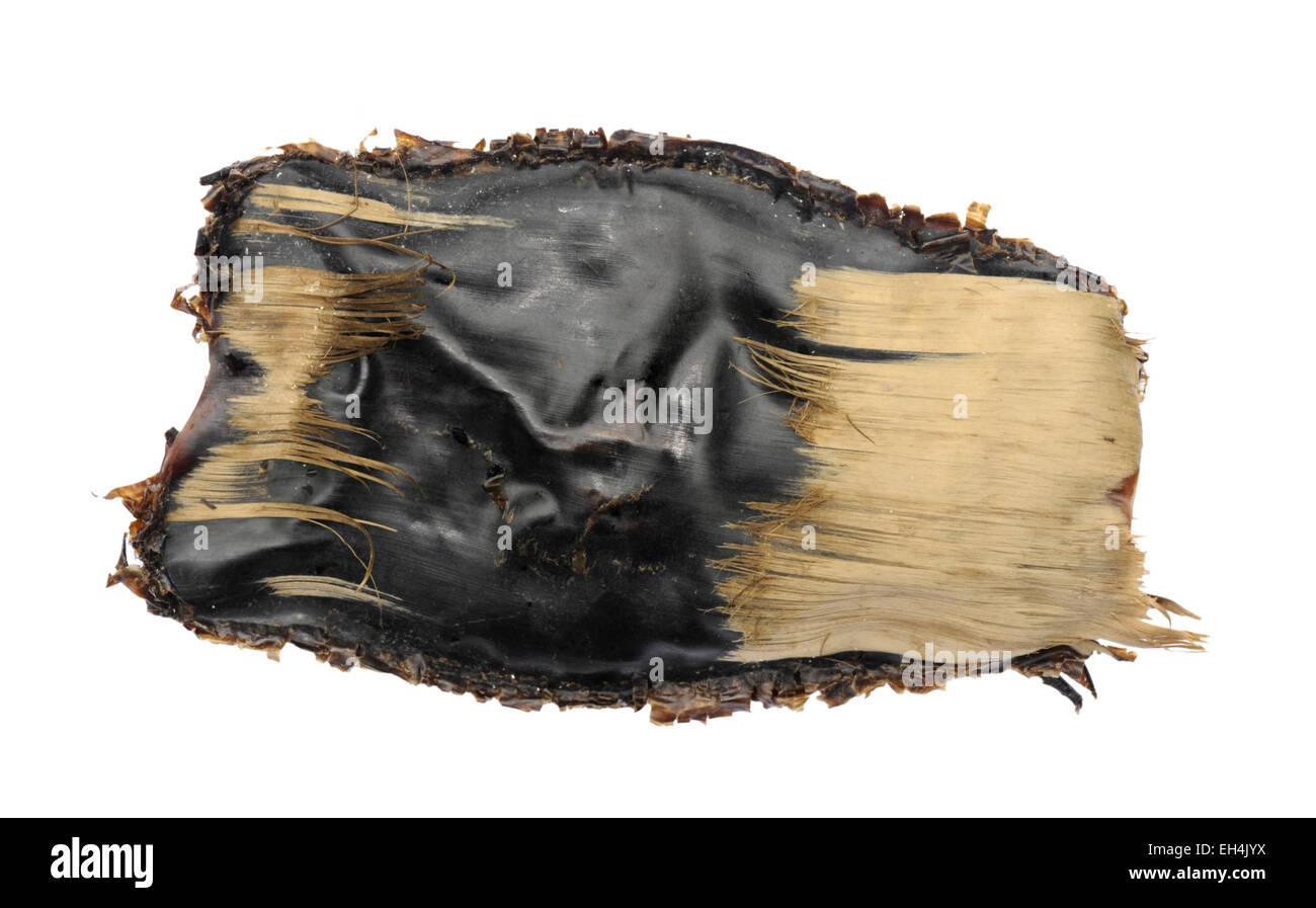 Common Skate - Dipturus batis - egg case Stock Photo - Alamy