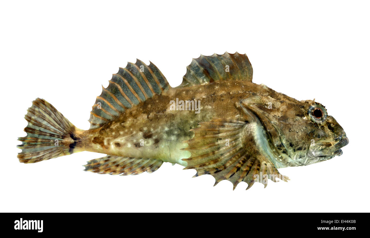 Sea Scorpion - Taurulus bubalis Stock Photo - Alamy