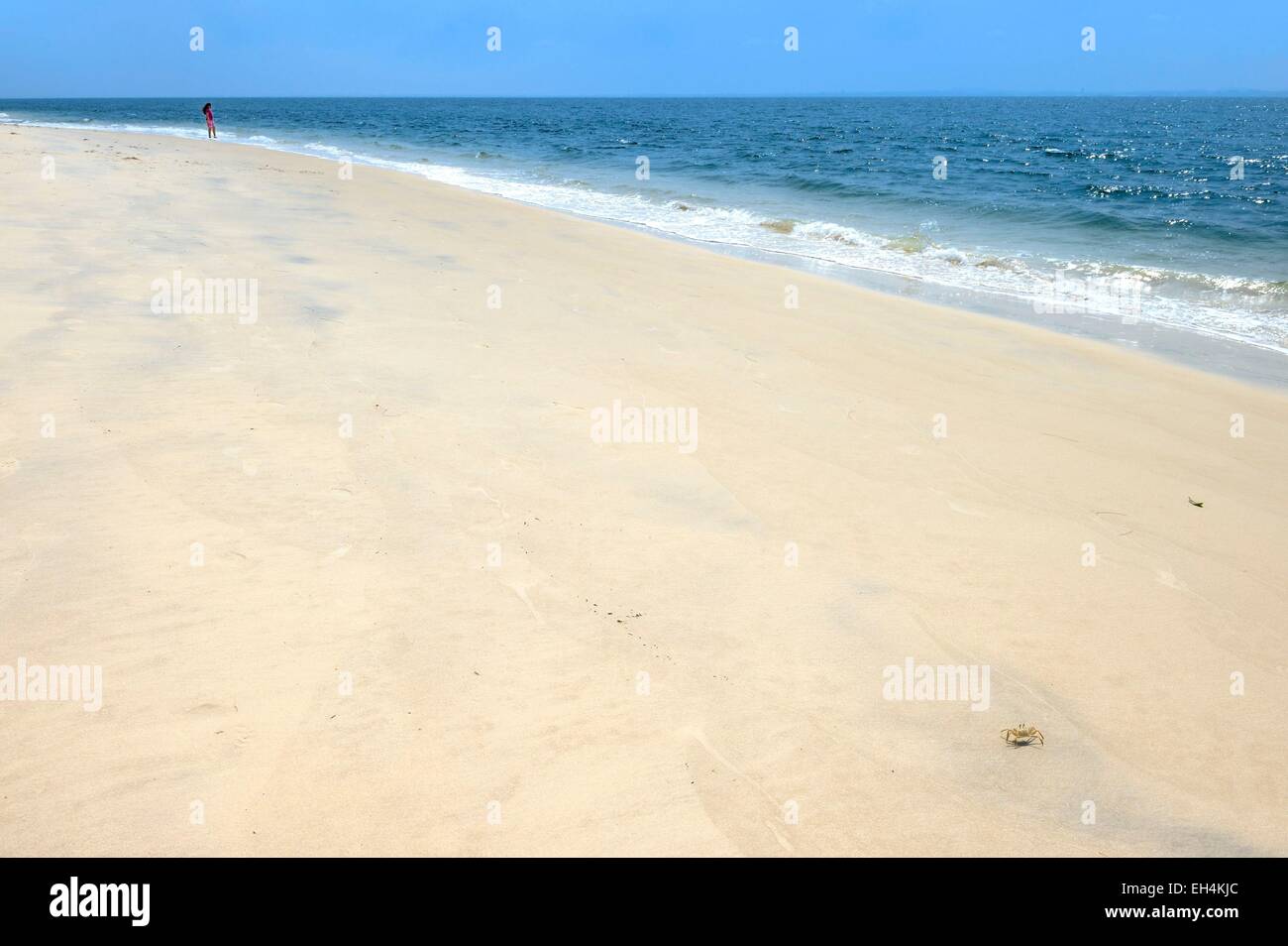Gabon, Estuaire Province, crab on the Pointe Denis beach facing ...