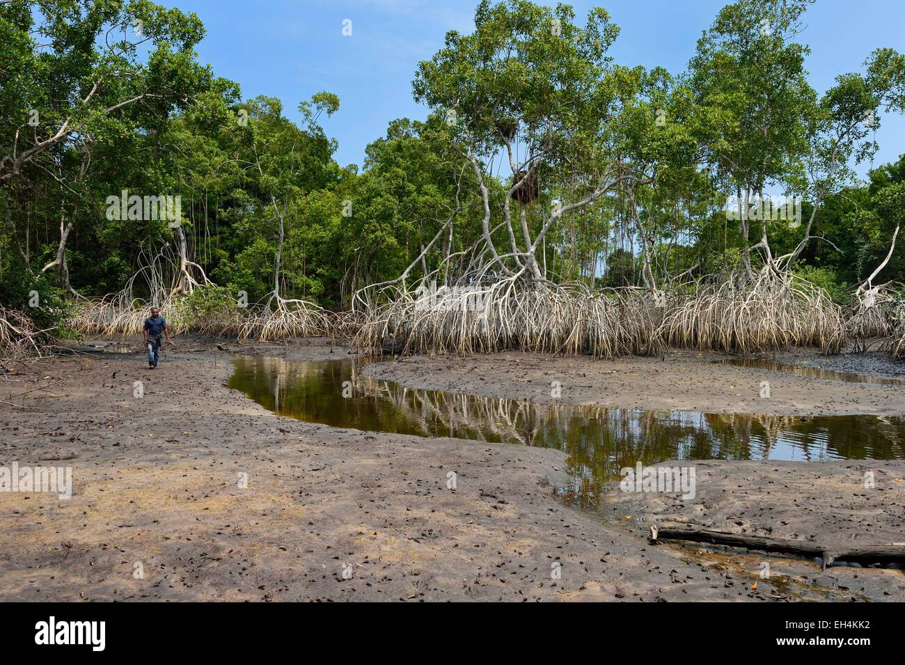 Mangrove swamp estuary hi-res stock photography and images - Alamy