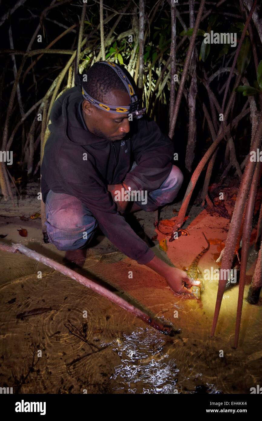 Gabon, Ogooue-Maritime Province, Loango National Park, night ...