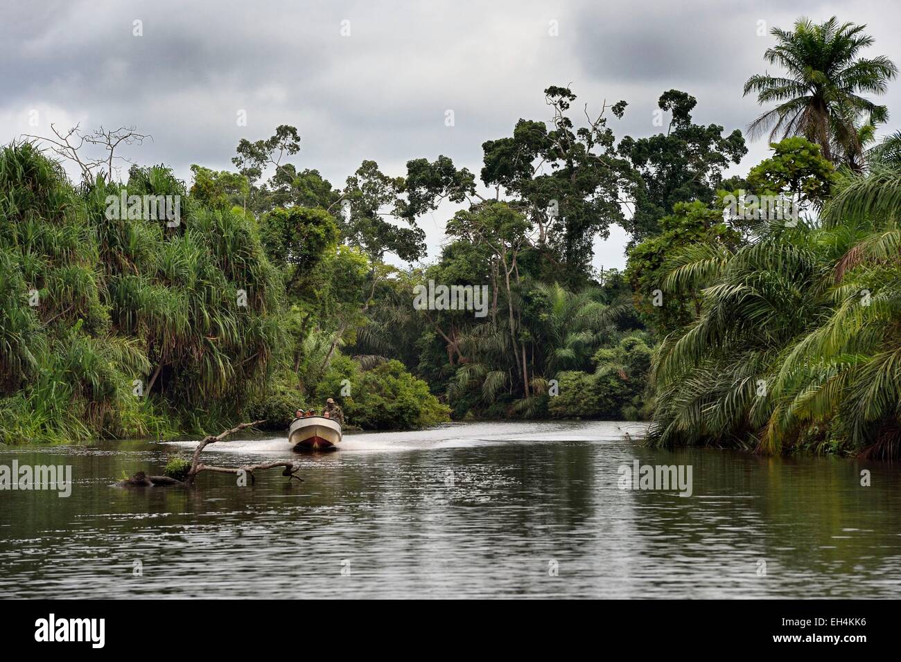 Gabon forest hi-res stock photography and images - Alamy