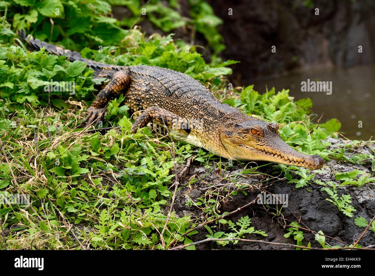 Gabon, Ogooue-Maritime Province, Loango National Park, Akaka site in ...