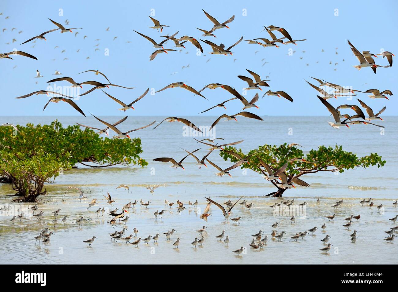 Gabon national park hi-res stock photography and images - Alamy