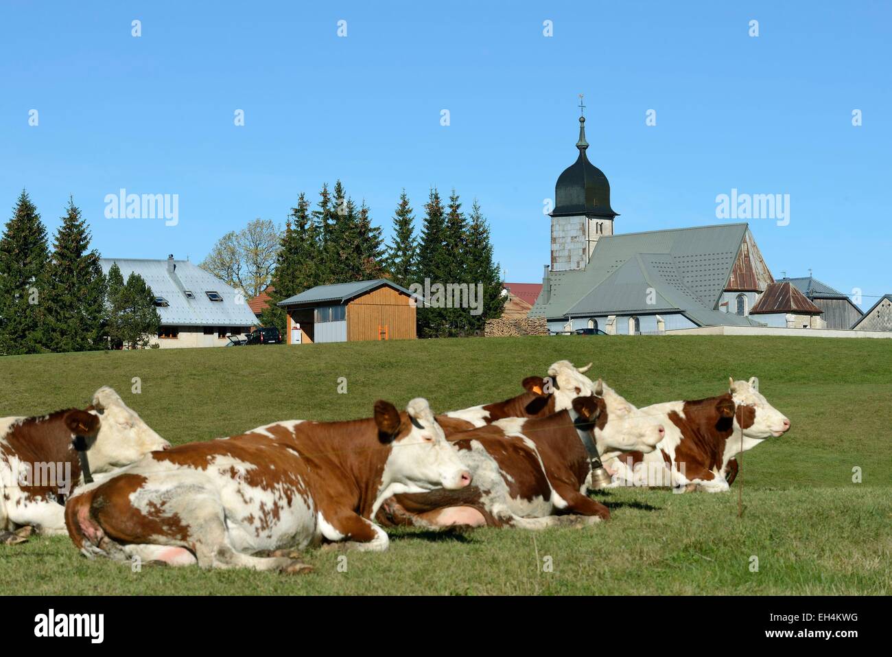 France, Doubs, Chapelle des Bois, church, Montbéliard cows Stock Photo ...
