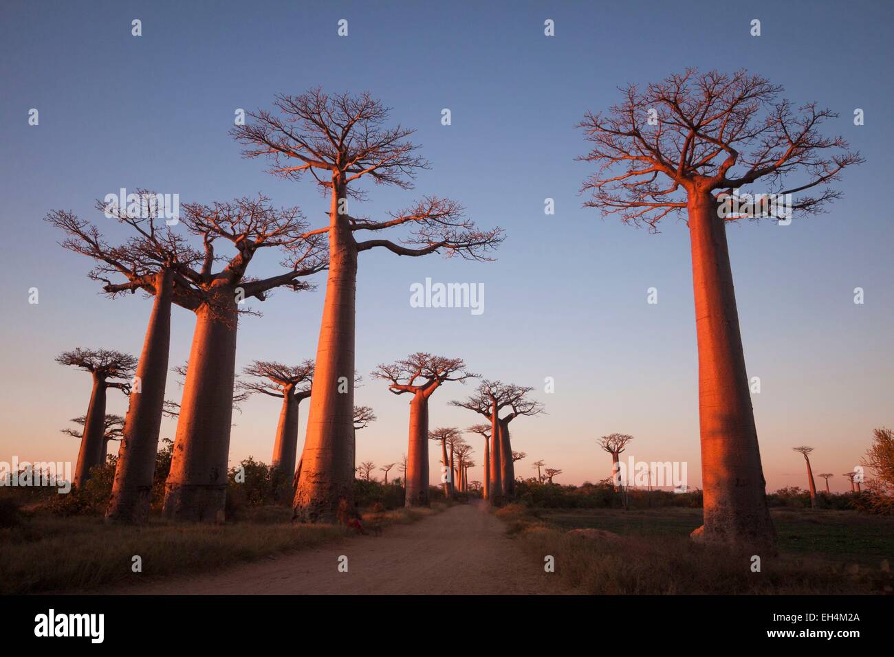 Madagascar Landmark High Resolution Stock Photography and Images - Alamy