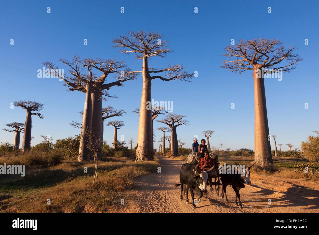 Madagascar, Menabe region, Morondava, zebu cart in the alley of the ...