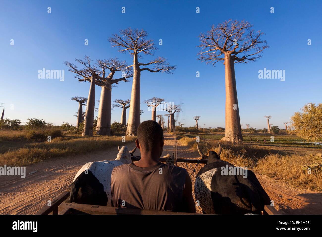 Madagascar, Menabe region, Morondava, zebu cart in the alley of the ...