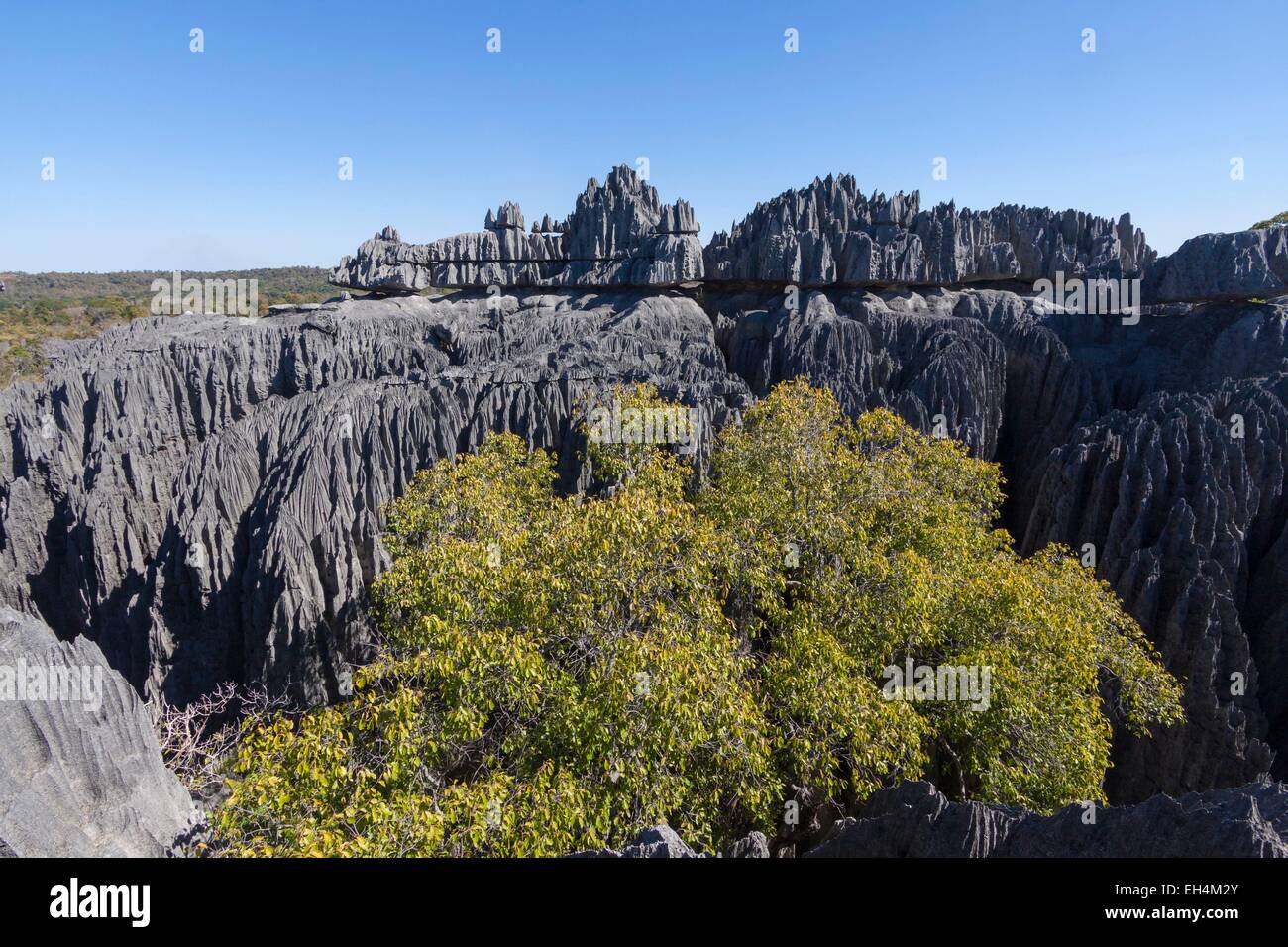 Madagascar, Melaky region, Tsingy de Bemaraha National Park, Tsingy de ...